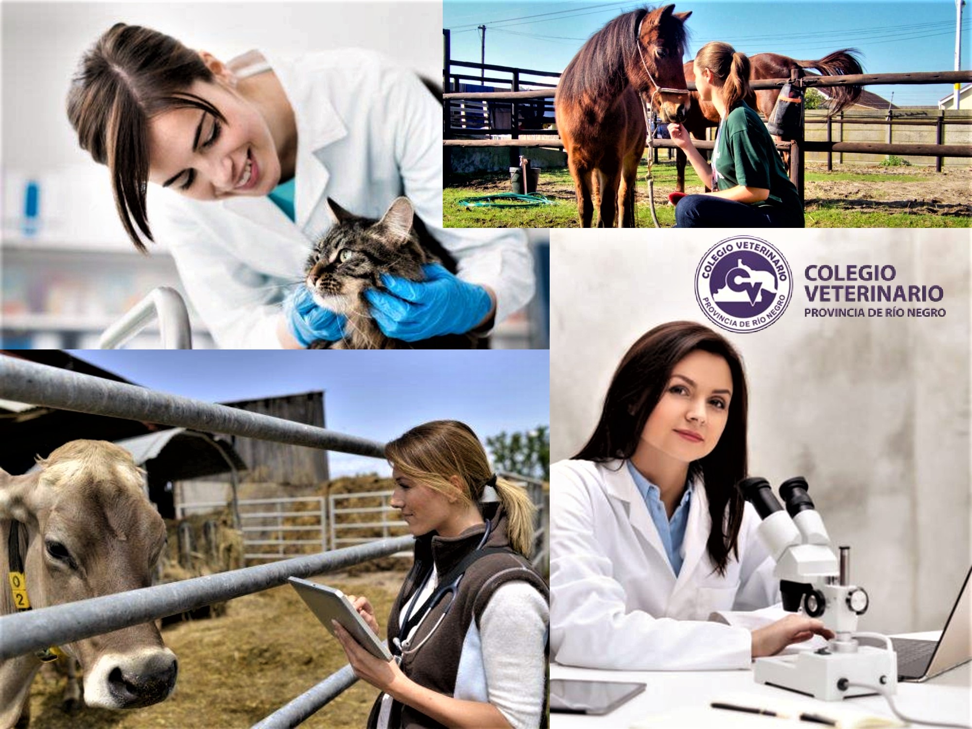 8 de marzo - Día Internacional de la Mujer - Colegio Veterinario Rio Negro