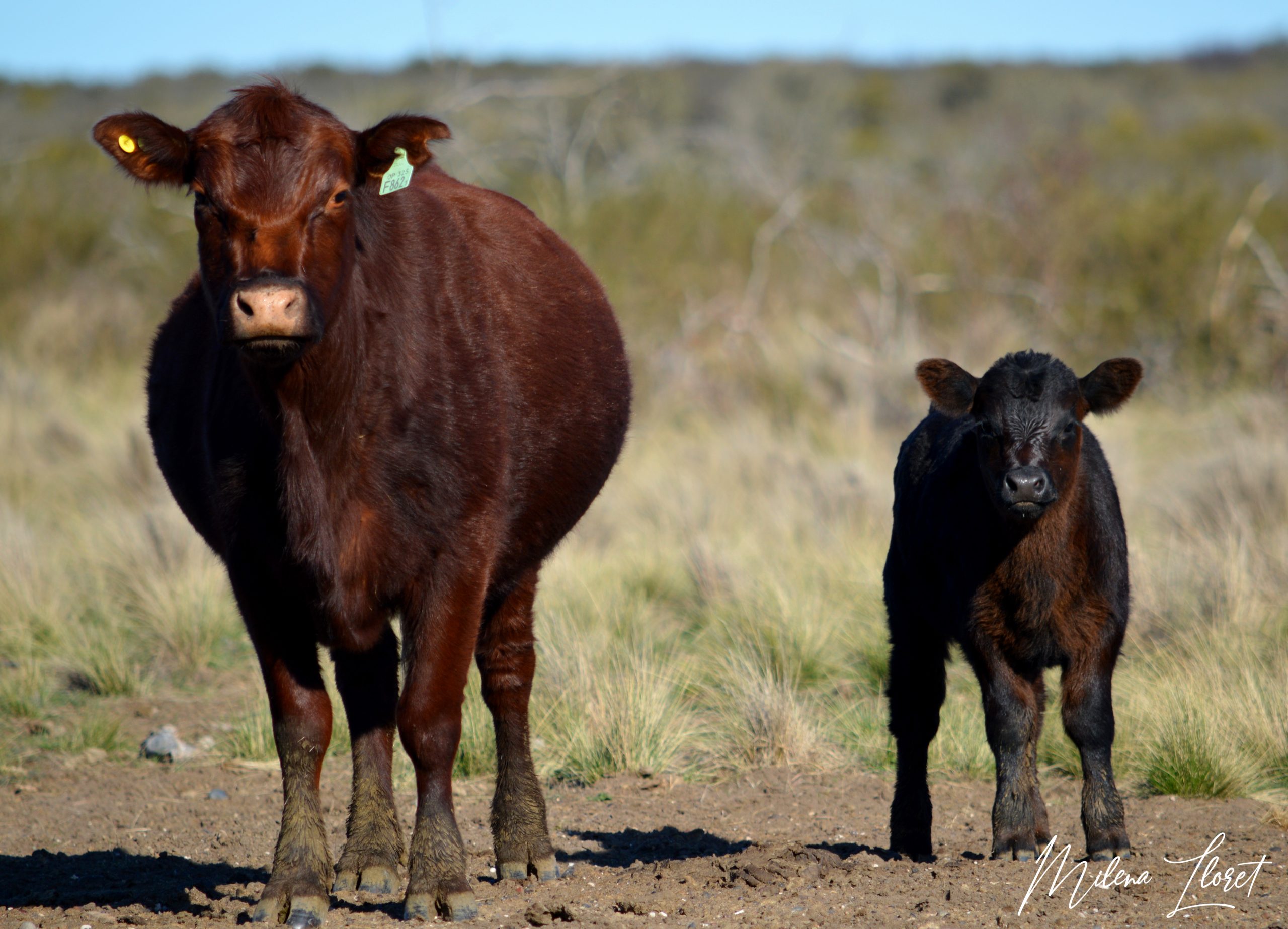 SENASA - Bienestar animal durante las campañas de vacunación antiaftosa ...